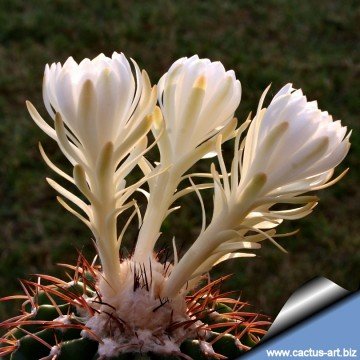 Discocactus latispinus