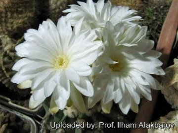 Discocactus latispinus