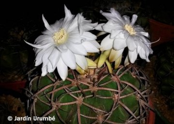 Discocactus latispinus