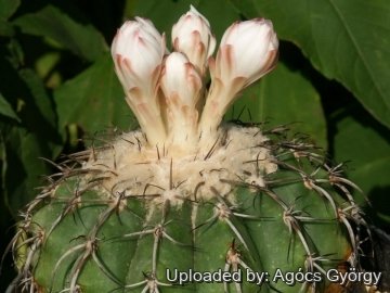 Discocactus latispinus