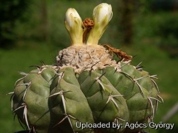Discocactus latispinus