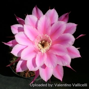Echinopsis cv. Gossamer