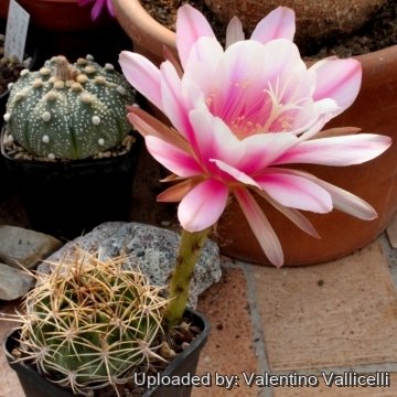 Echinopsis silvatica